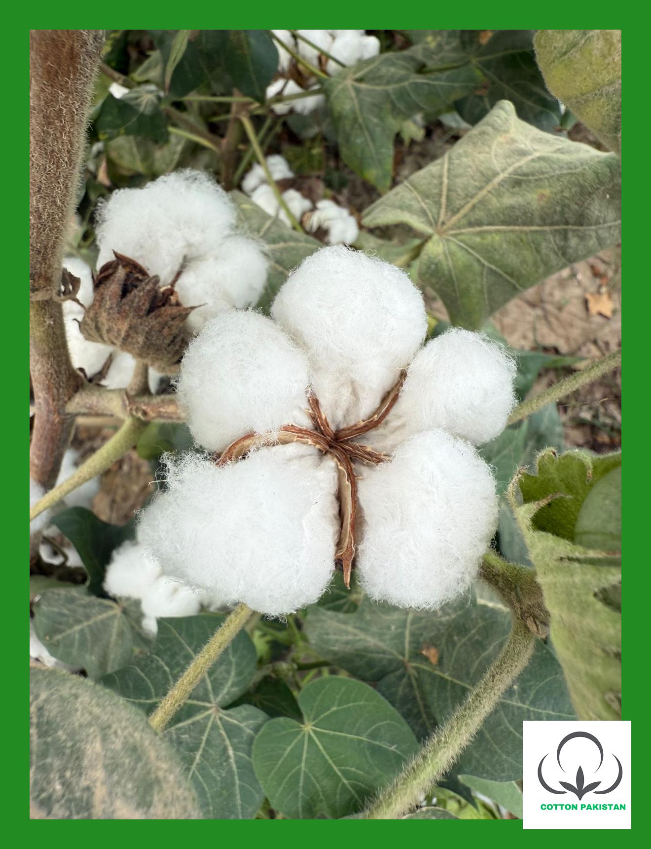 Home - Cotton Pakistan